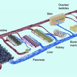 Concept Of A Human On A Chip The Pursuit Of The Most Important Bodily Download Scientific