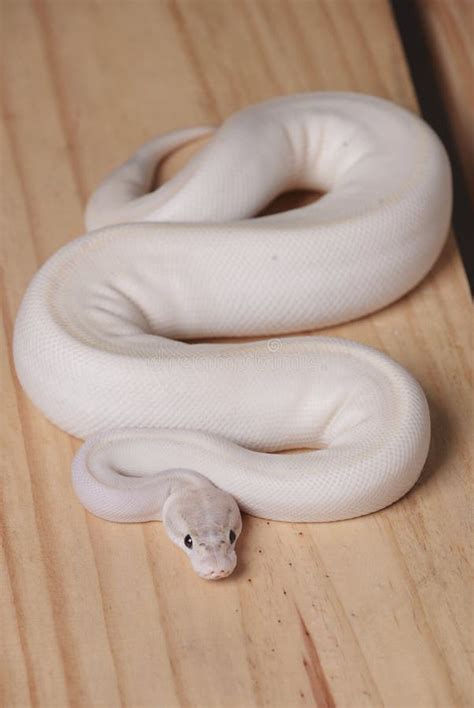 Serpent Blanc De Python De Boule Image Stock Image Du Bille Blanc 79020163