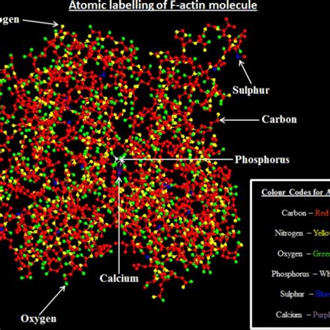 The 3d Crystal Structure Of The Characterized F Actin Download