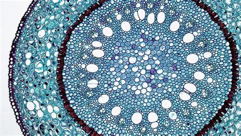 difference between endodermis and epidermis definition