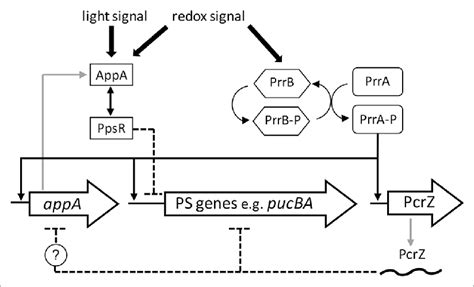 Schematic Illustration Of The Regulatory Network Controlling Download Scientific Diagram