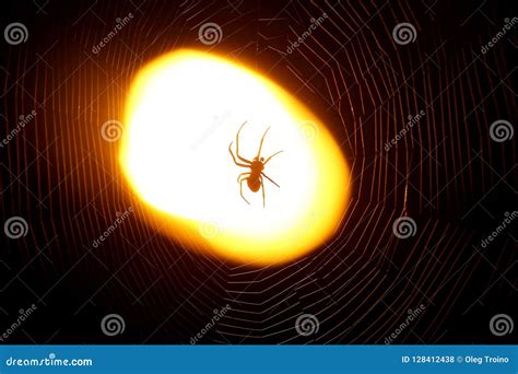 Spider Sitting On A Web At Night Under The Light Of A Lantern Stock