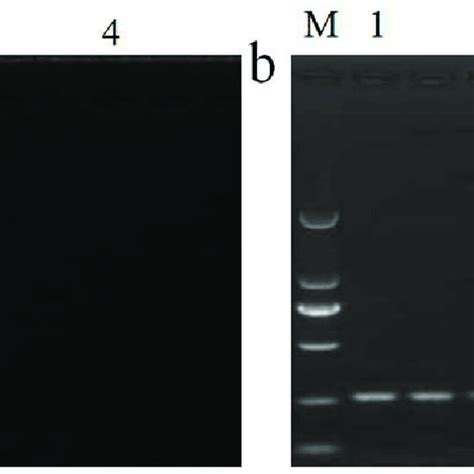 Assessment Of Applicability For Qualitative Pcr Detection A
