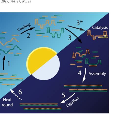 Cycle For Viscosity Mediated Replication Of Duplex Rna In A Viscous Download Scientific