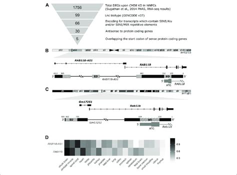 Identification Of Sineup Like Molecules Among Deregulated Transcripts
