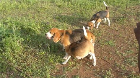 Beagle Mating Youtube