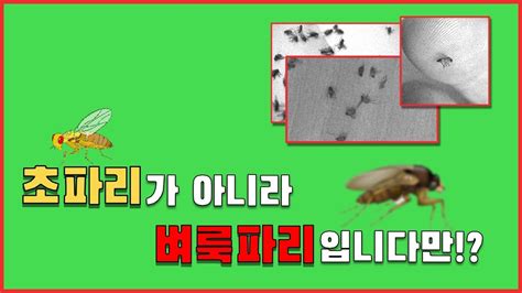 벼룩파리 퇴치 대작전feat 초파리 날파리 Youtube