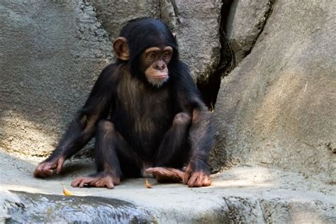 침팬지 서식지 사실 과학의 창 너머 침팬지와