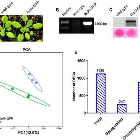 Acquisition Of Samples And Basic Analysis Of Transcriptome Data A Download Scientific Diagram