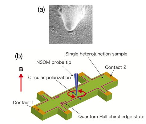 Circularly Polarized Near Field Scanning Optical Microscope For