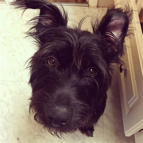 36 Basset Hound Mixes To Fall In Love With Right Now K9 Web