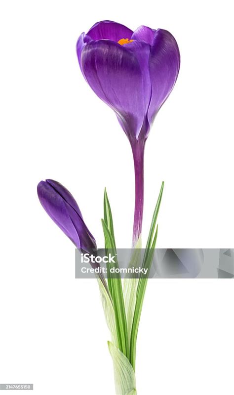 봄 꽃 흰색 배경에 고립 된 잎을 가진 아름다운 보라색 크로커스 꽃 0명에 대한 스톡 사진 및 기타 이미지 0명 4월 계절 Istock