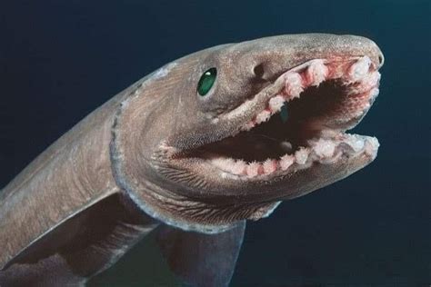 The Prehistoric Frilled Shark 25 Rows Of Backward Facing Trident
