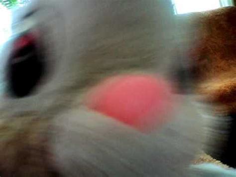 Сладко малко зайченце YouTube