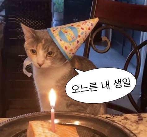 생일 자축짤 오늘은 내 생일 생일 축하 밈 생일 밈