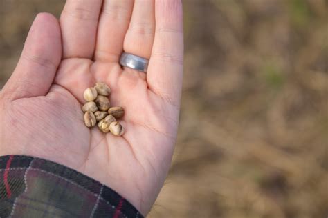 Harvesting And Drying Faba Beans Saskatchewan Pulse Growers