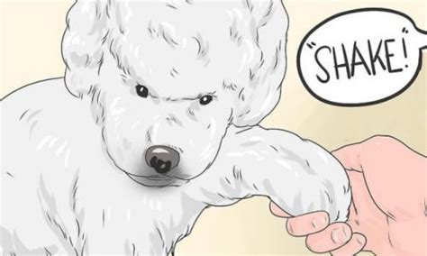 Всё для Бишон Фризе в Израиле Bichon Frise