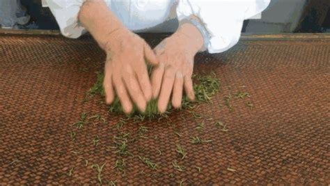 茶工艺普洱茶的好滋味都是揉捻出来的 知乎