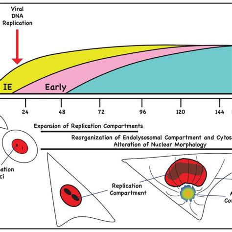Organization Of Nuclear Envelope In Normal Cells The Nuclear Envelope