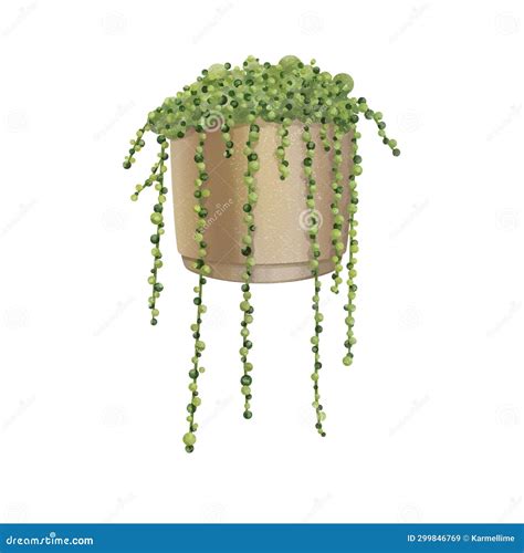 Home Plant String Of Pearls Stock Illustration Illustration Of Botany