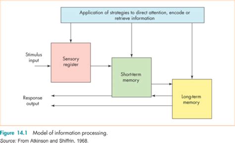 Lecture 6 Cognitive Development Information Processing And Social Context Flashcards Quizlet