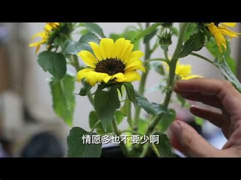 向日葵怎么养园艺师教学教你向日葵的详细养护技巧 YouTube