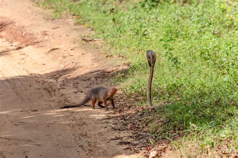 Mongoose Fights With An Aggressive Cobra In The Wild Stock Image