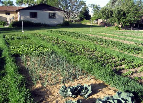 Saving Space In Your Garden With Wide Rows East Idaho News