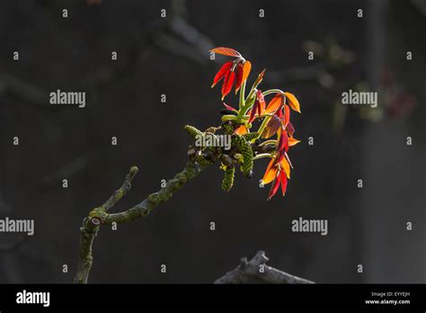 Walnut Juglans Regia Branch With Leaf Shoots And Male Catkins