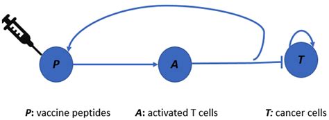 Mathematical Models For Cancer Immunotherapies Mathematical Oncology