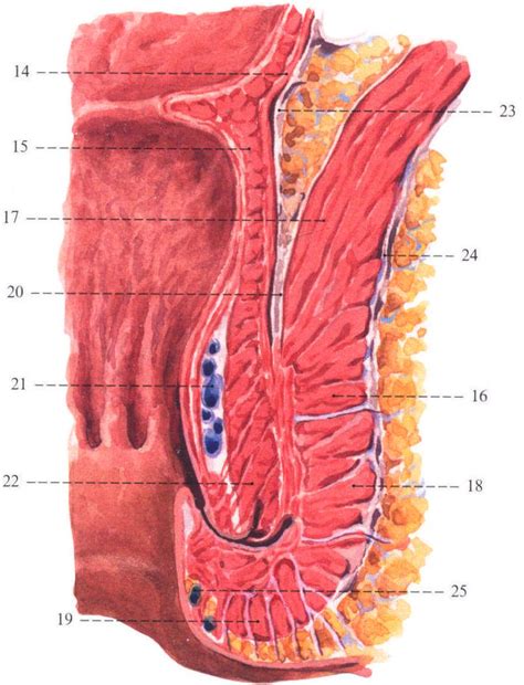 肛门括约肌 冠状切面 系统解剖学图谱