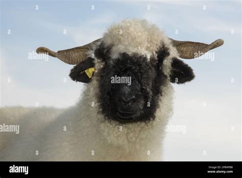 Valais Blacknose Sheep Purebred Domestic Ungulates Livestock