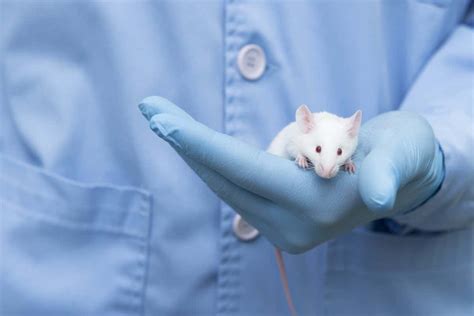 Mouse Research Results May Be Influenced By The Sex Of The Researcher New Scientist