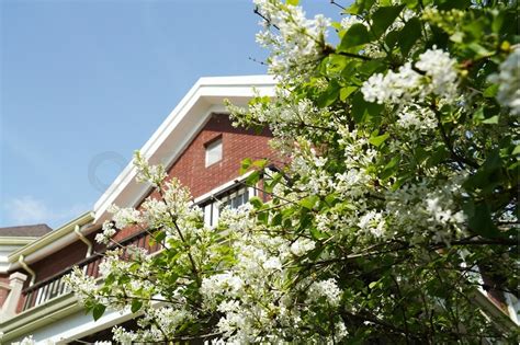 丁香花高清图片 丁香花 动物植物免费下载格式1024像素编号64734096 千图网