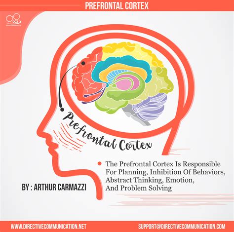 Prefrontal Cortex Head Only Colored Brain