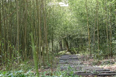 花蓮富里鄉景點漫步羅山秘境竹林步道觀瀑布湖景 JAMIE慢森活