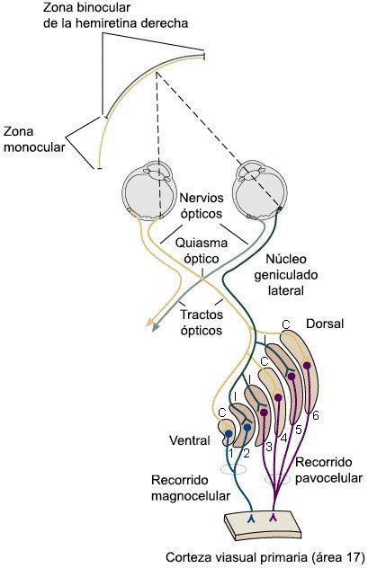 Cómo Se Produce La Percepción Visual Del Ojo Al Cerebro Músculos Del Cuerpo Humano Anatomía