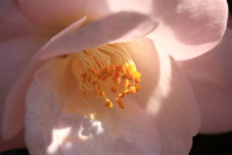 무료 이미지 사진술 꽃잎 화분 높은 노랑 담홍색 플로라 닫다 5d 고용하다 마키 안녕 입술 해결