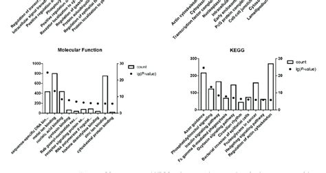 Go Annotation And Kegg Pathway Enrichment Analysis For The Target Genes