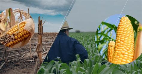 Bayer Crop Science On Linkedin Short Corn Is Smart Corn