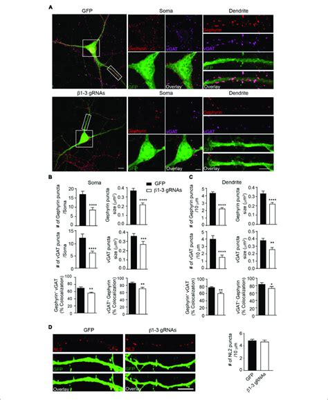 Loss Of Gaba A Rs Strongly Reduced Inhibitory Synapse Density In