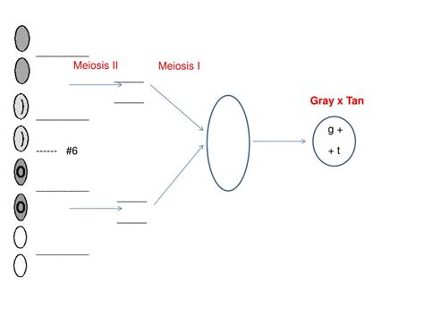 Ppt Bio 2970 Lab 6 Tetrad Analysis Powerpoint Presentation Free