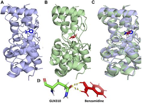 A Show The Location Of The Binding Of Benzamidine Blue In The 3d Download Scientific