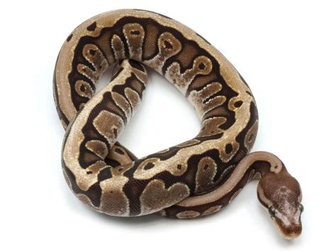 2021 Male Hidden Gene Woma Lucifer Microscale Ball Python New England