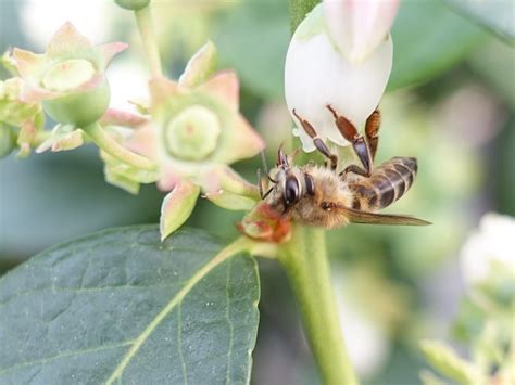 Heuningbye Gee Bloubessies Woema Landbou