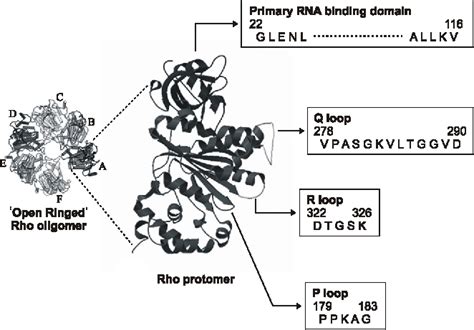 Figure 1 From Rho Dependent Transcription Termination More Questions Than Answers Semantic