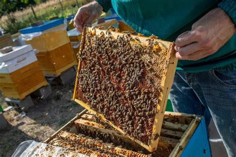Ruches Dabeilles En Charge Des Abeilles Avec Des Combes De Miel Et Des