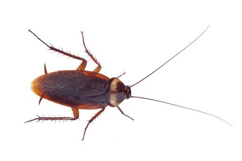 Cockroaches Facts Types And Lifecycle Pestxpert