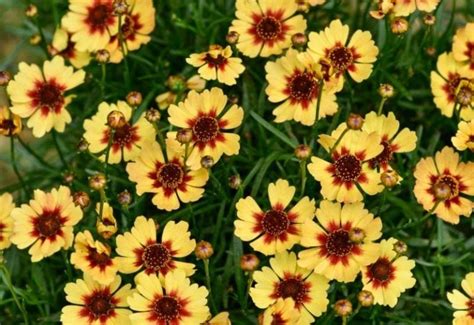 12 Stunning Coreopsis Varieties To Fill Your Garden With Color All Summer