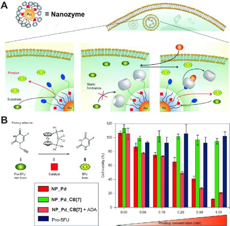 A Schematic Of The Nanozyme And Its Regulation After Cellular Uptake Download Scientific
